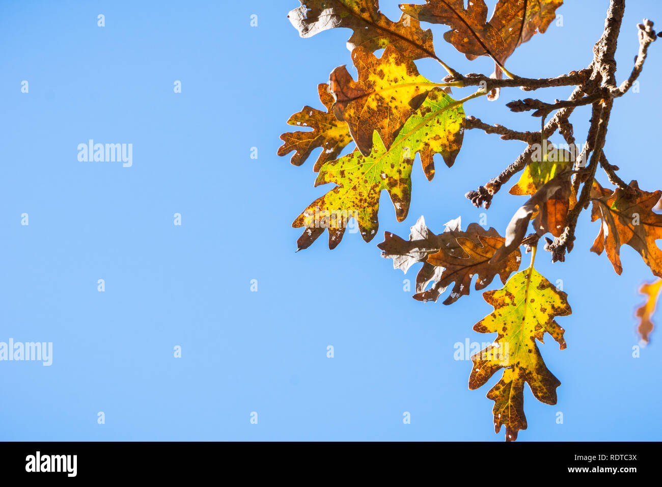 Rust colored valley oak leaves on a blue sky background, Sunol Regional ...
