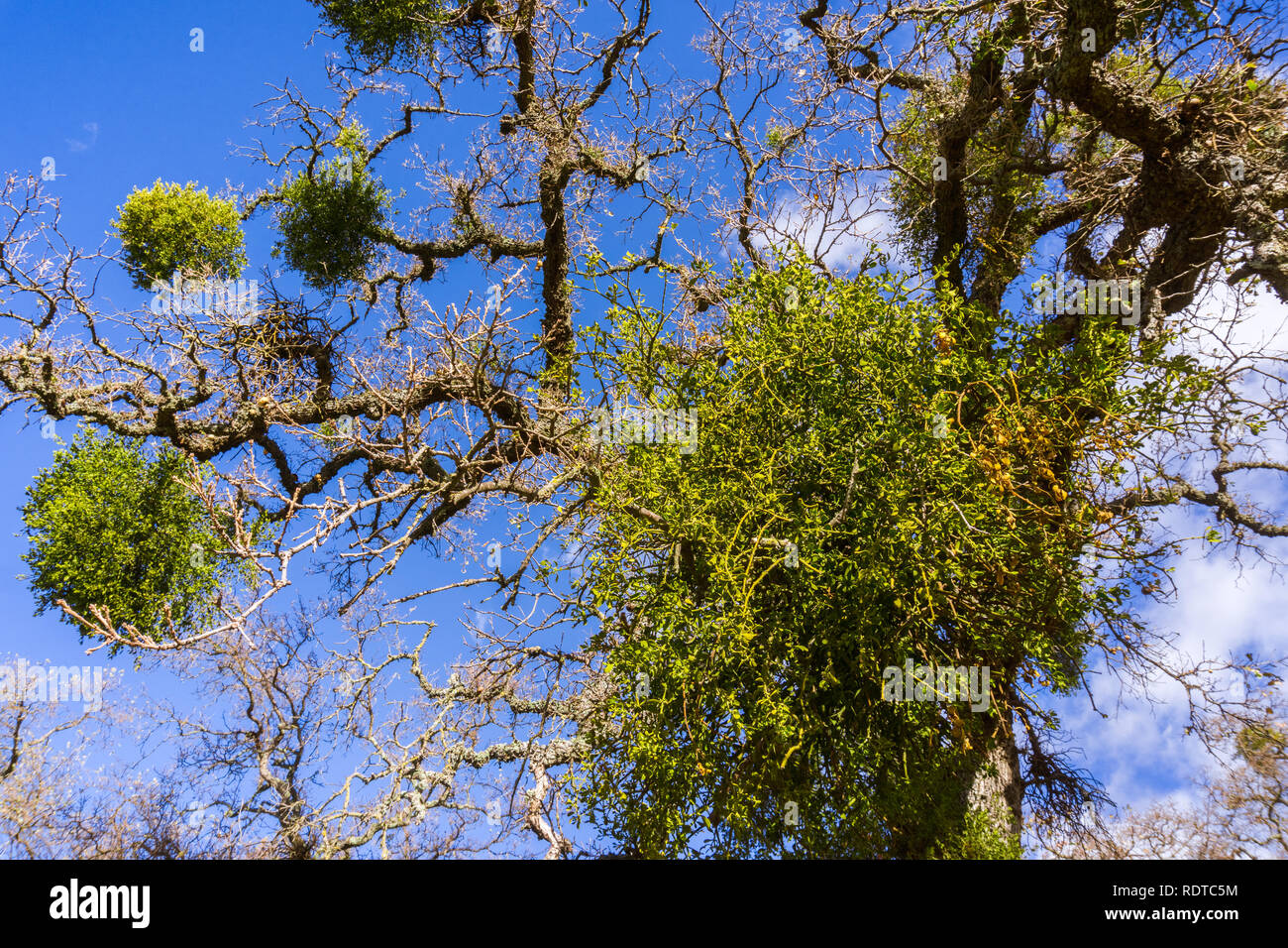 Green mistletoe hanging on the branches of a valley oak tree, Sunol ...