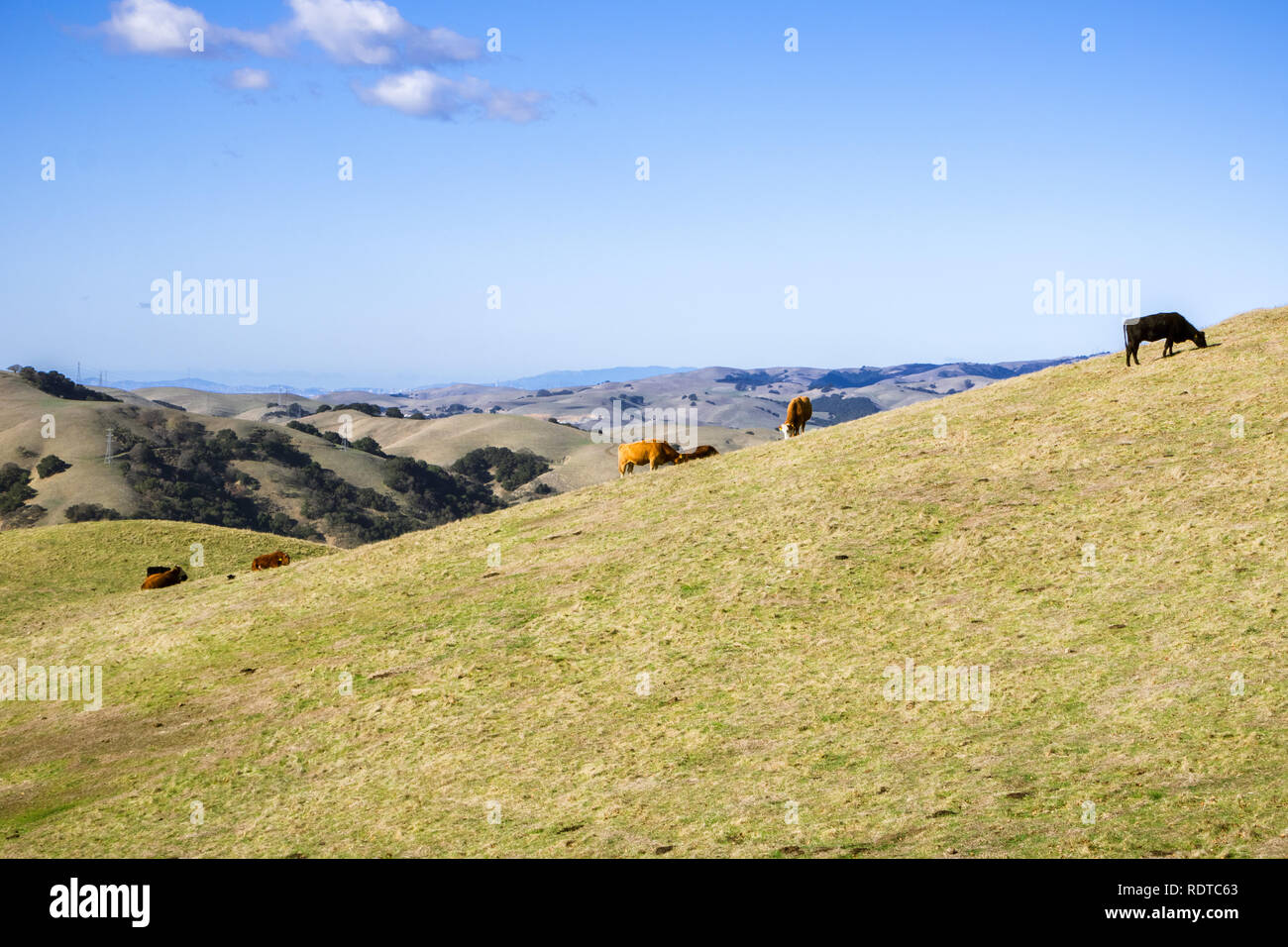 Cattle grazing on the hills of Sunol Regional Wilderness, San Francisco ...