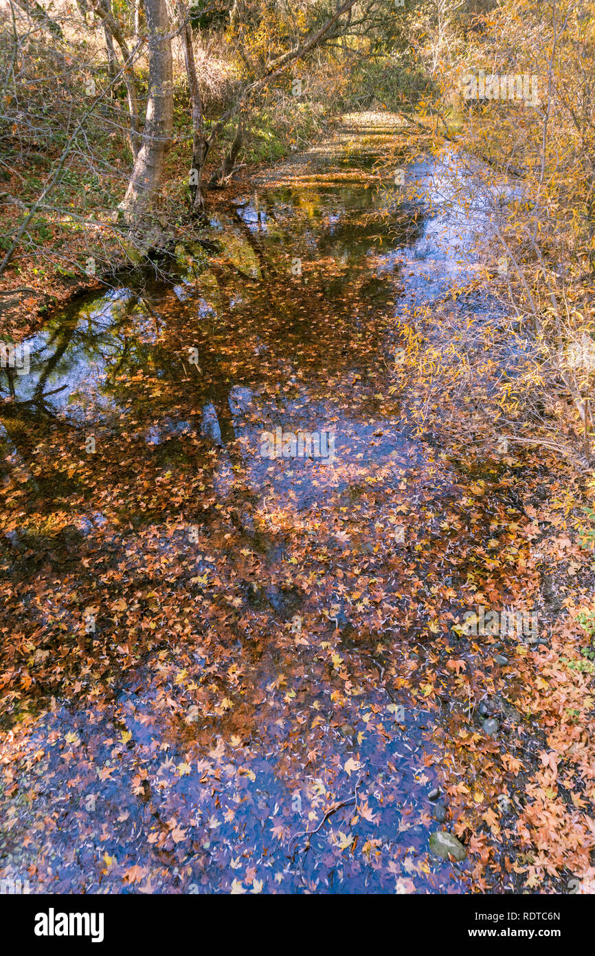 Sycamore tree in winter foliage hi-res stock photography and images - Alamy