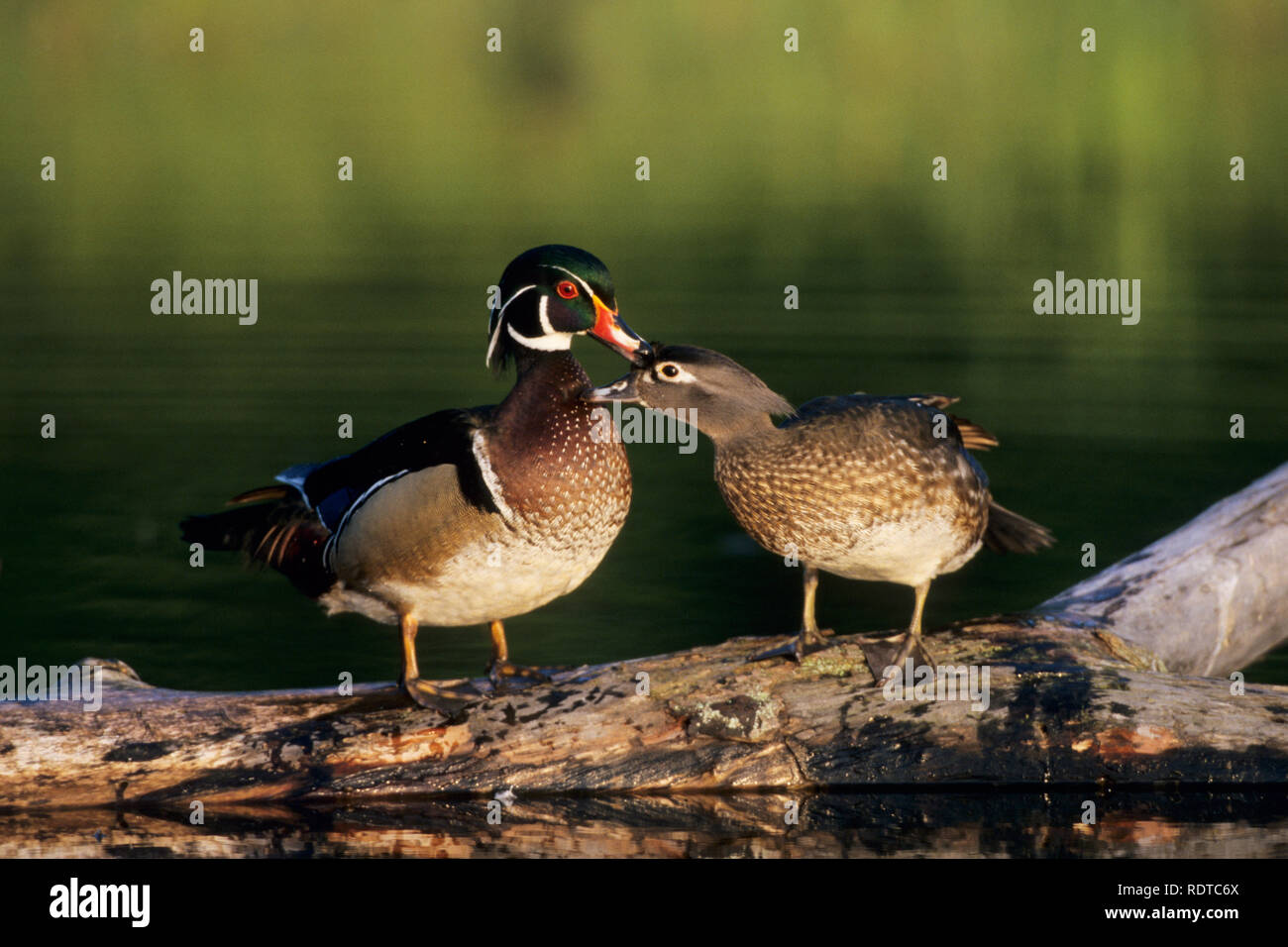 00715-02812 Wood Ducks (Aix sponsa) Male & Female preening each other ...