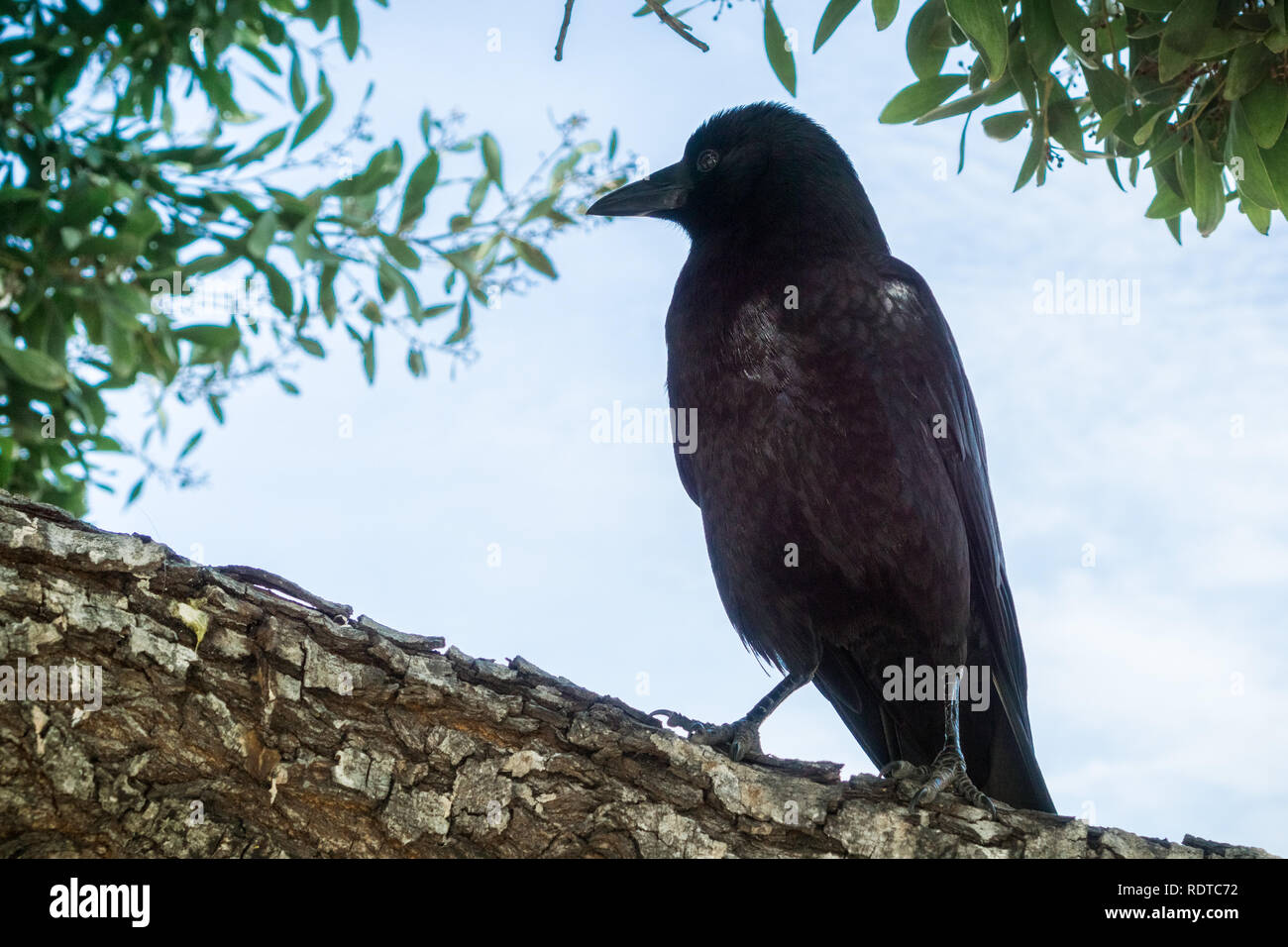 Close up of American Crow sitting on a tree brache; San Simeon ...