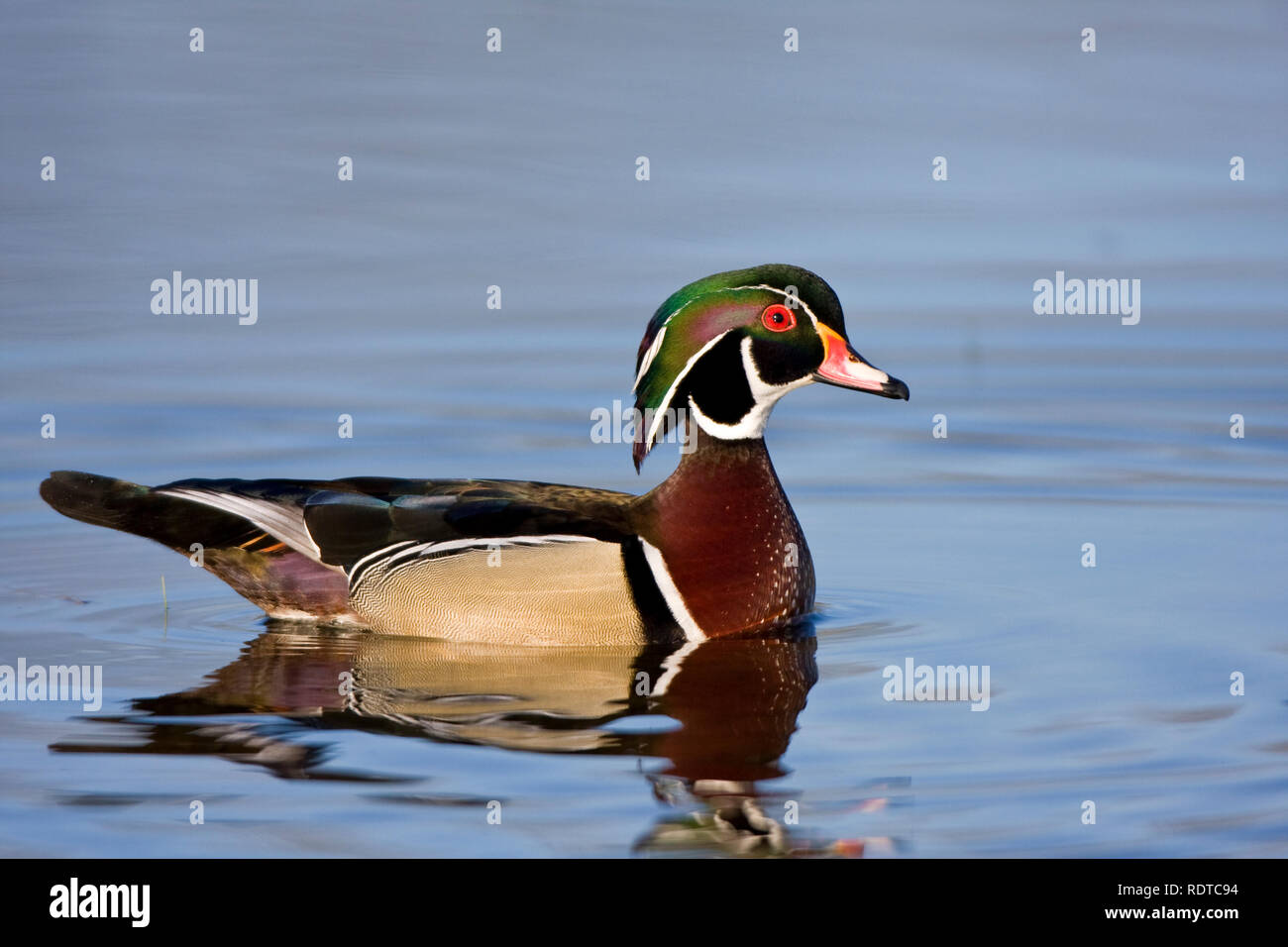 00715-07710 Wood Duck (Aix sponsa) male in wetland, Marion Co. IL Stock ...