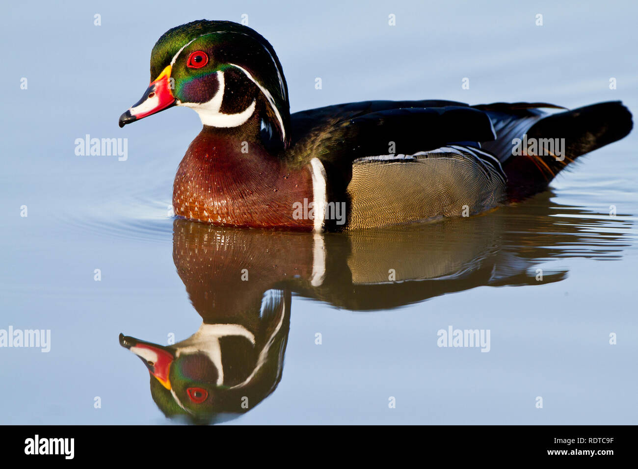 Duck claws hi-res stock photography and images - Alamy