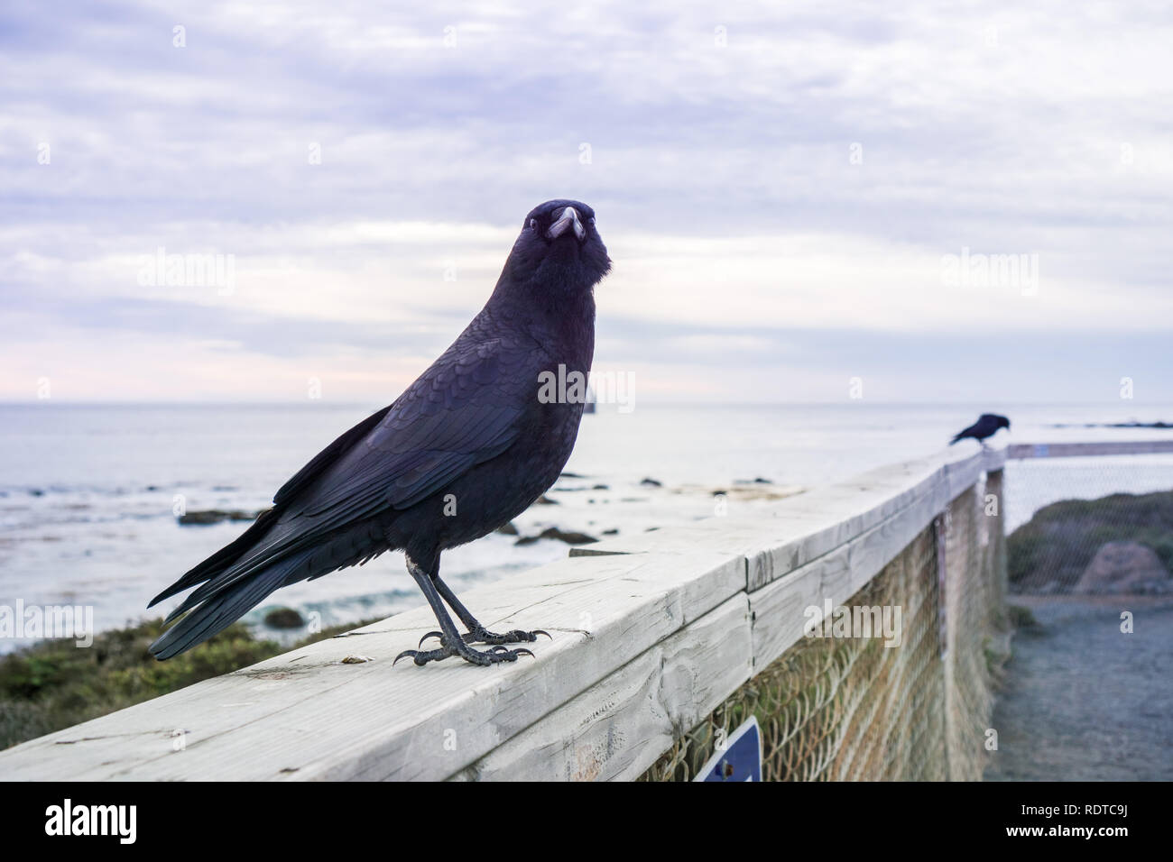 Crow profile hi-res stock photography and images - Alamy