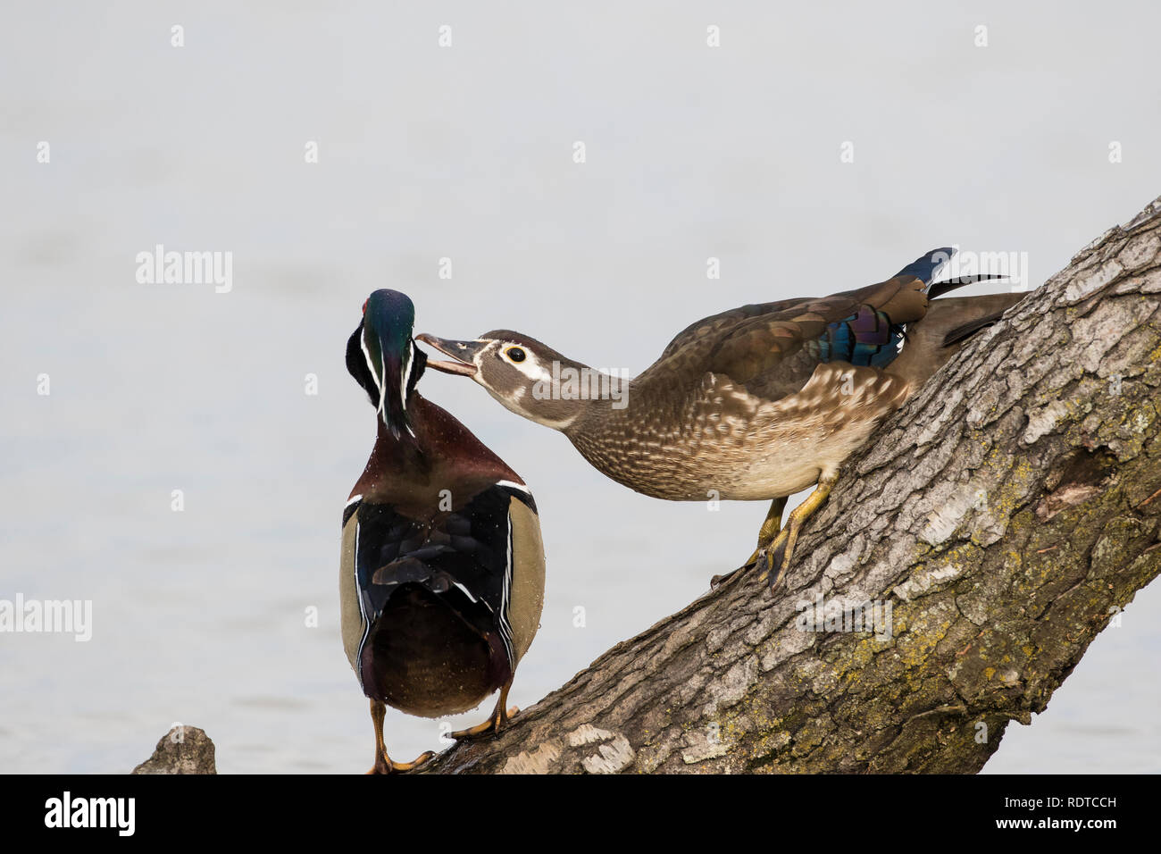 Wood duck male female preening hi-res stock photography and images - Alamy