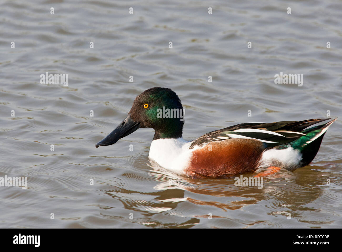 Lamellae bill hi-res stock photography and images - Alamy