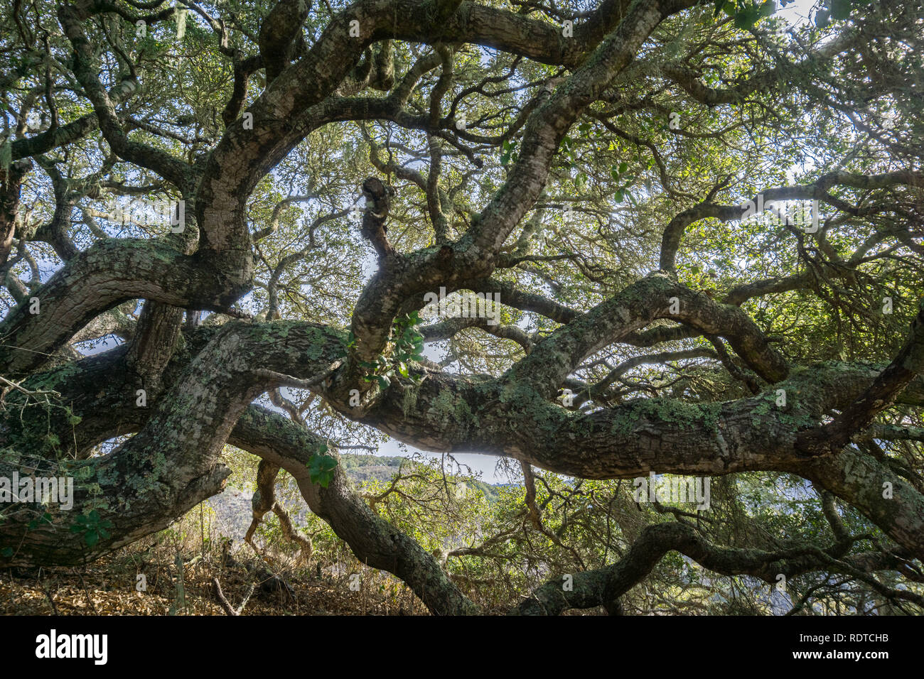 Coastal live oak (Quercus agrifolia) stretching its branches parallel ...
