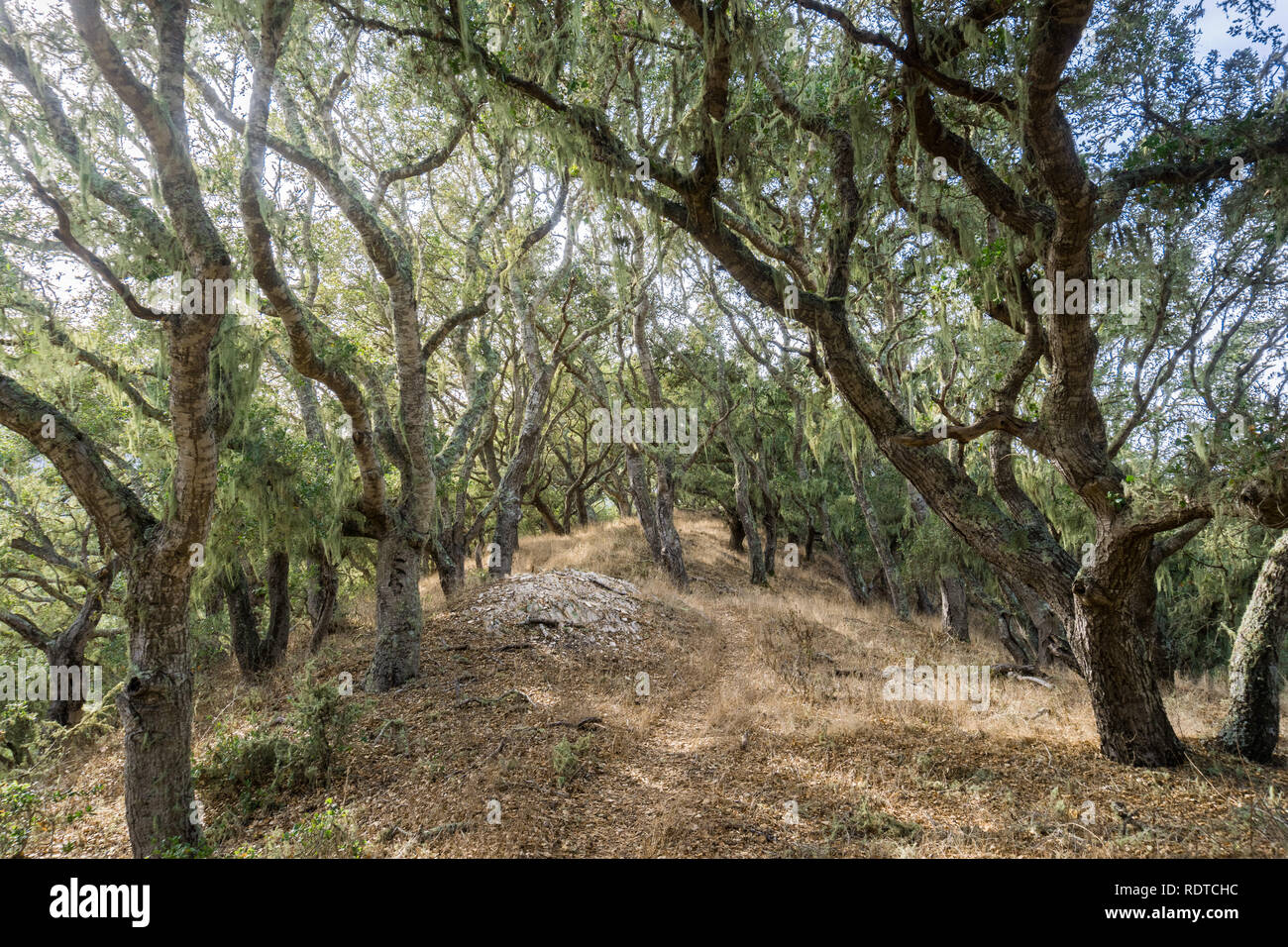 Hiking through a forest of Coastal live oak (Quercus agrifolia) forest ...