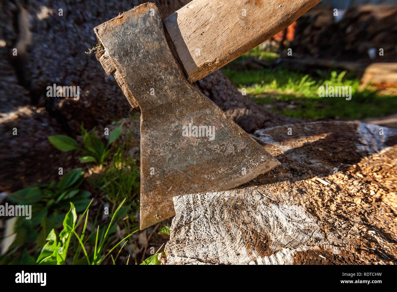 Axe in stump. Axe ready for cutting timber. Woodworking tool ...