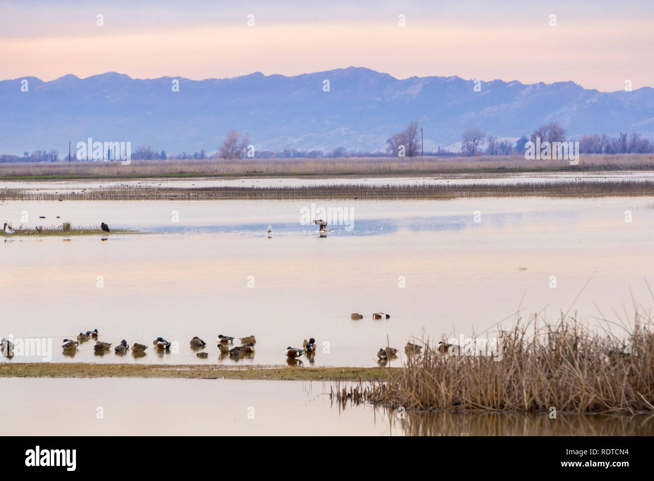 Wildlife viewing at the restored wetlands of Sacramento National ...