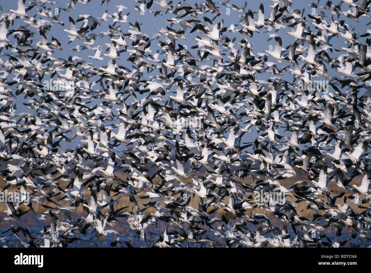 Brood patch hi-res stock photography and images - Alamy