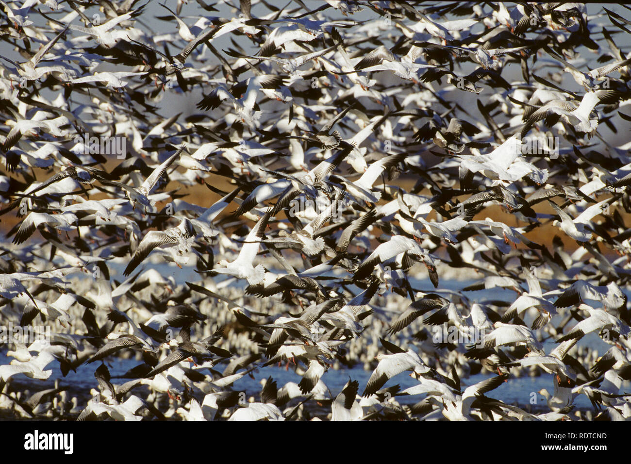 Brood patch hi-res stock photography and images - Alamy