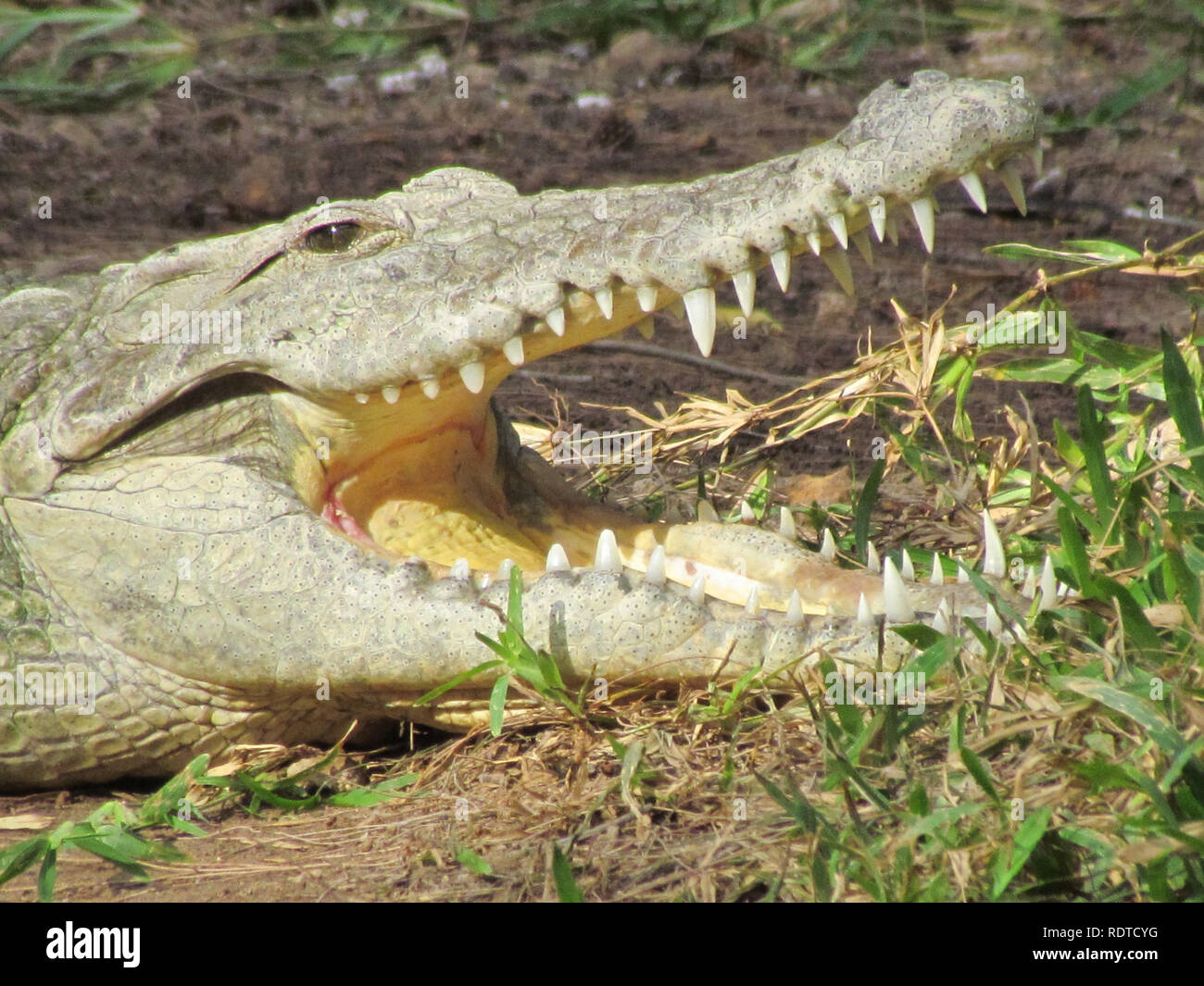 Nile Crocodile (Crocodylus niloticus Stock Photo - Alamy