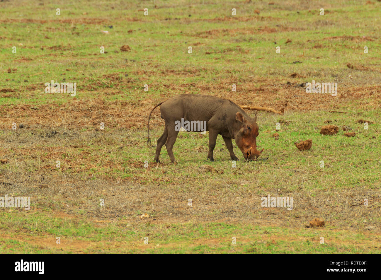 African wild boar hi-res stock photography and images - Alamy