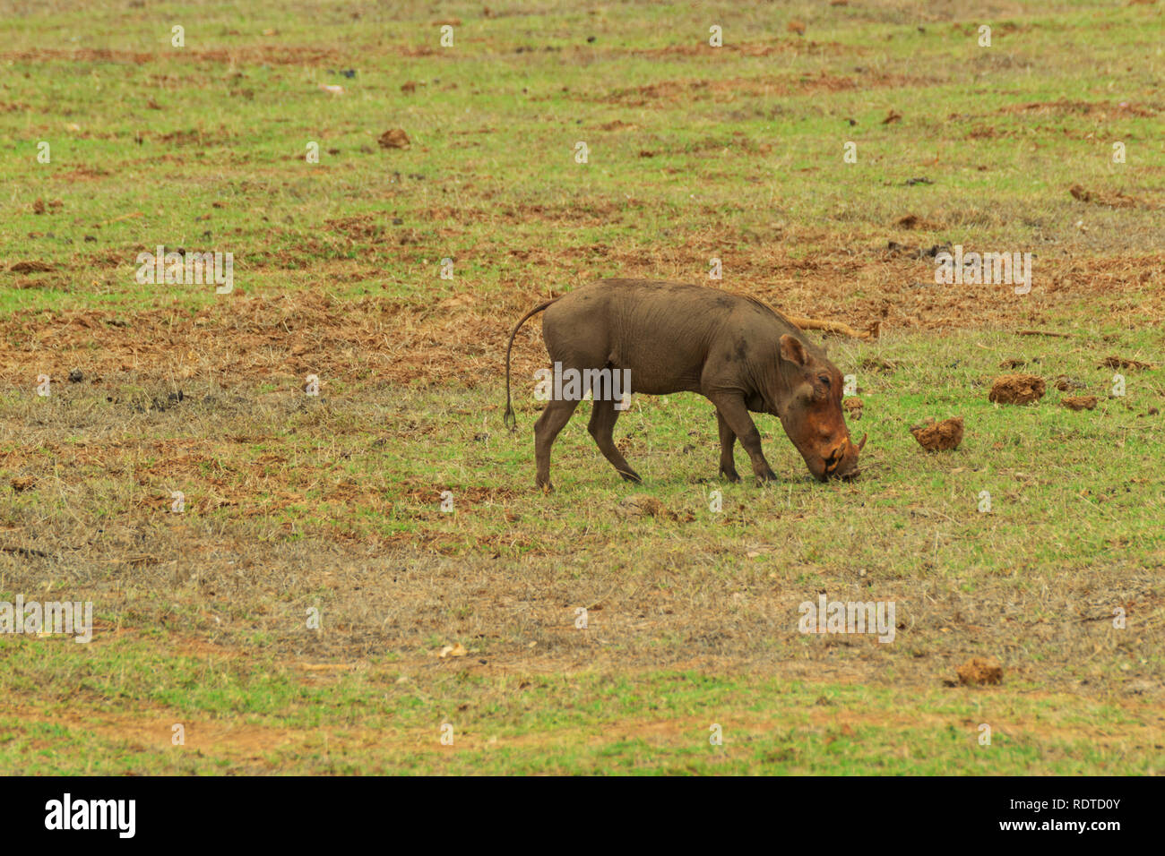 African wild boar hi-res stock photography and images - Alamy