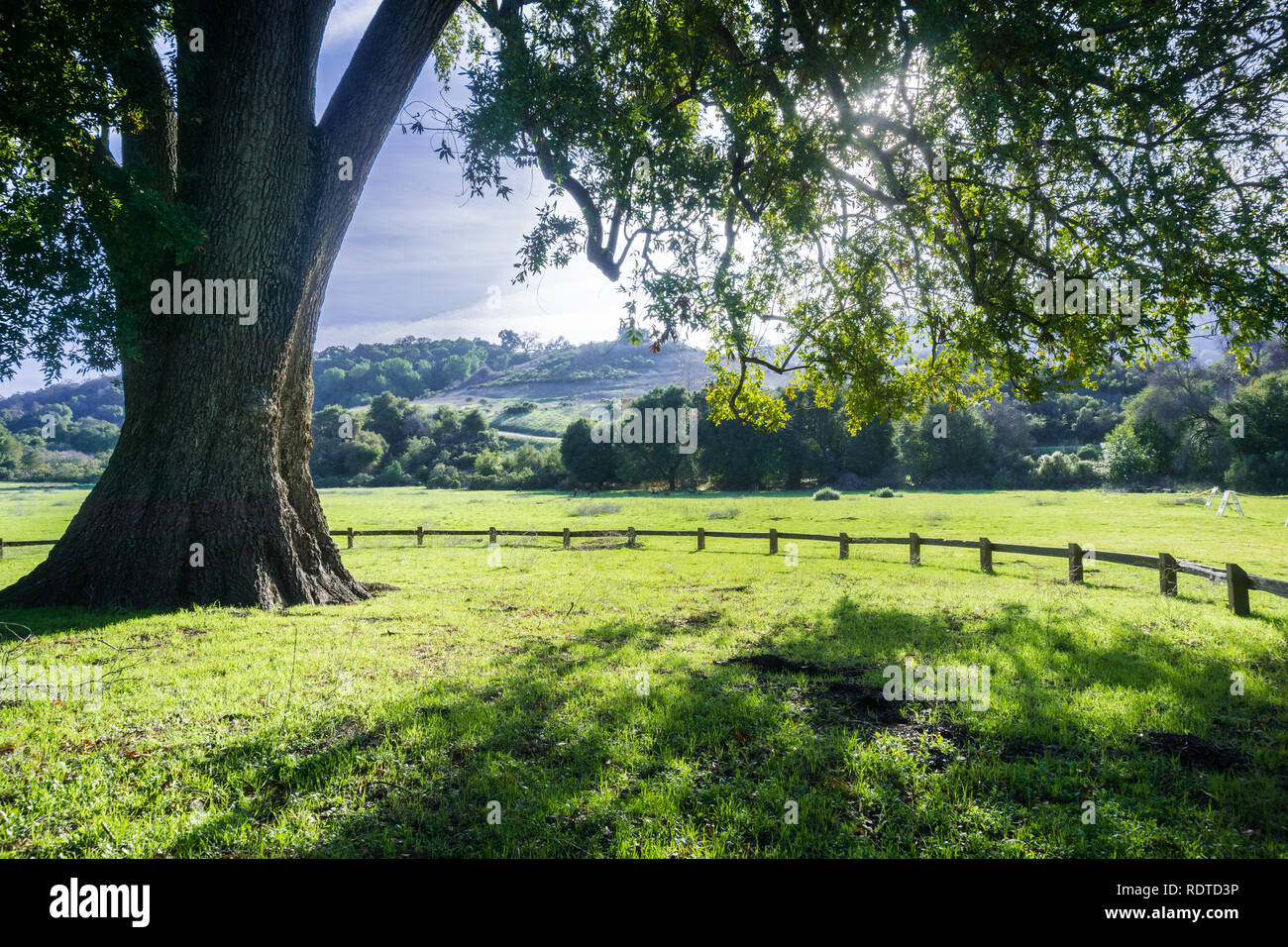 Old California bay laurel tree on a green meadow; deer grazing in the ...