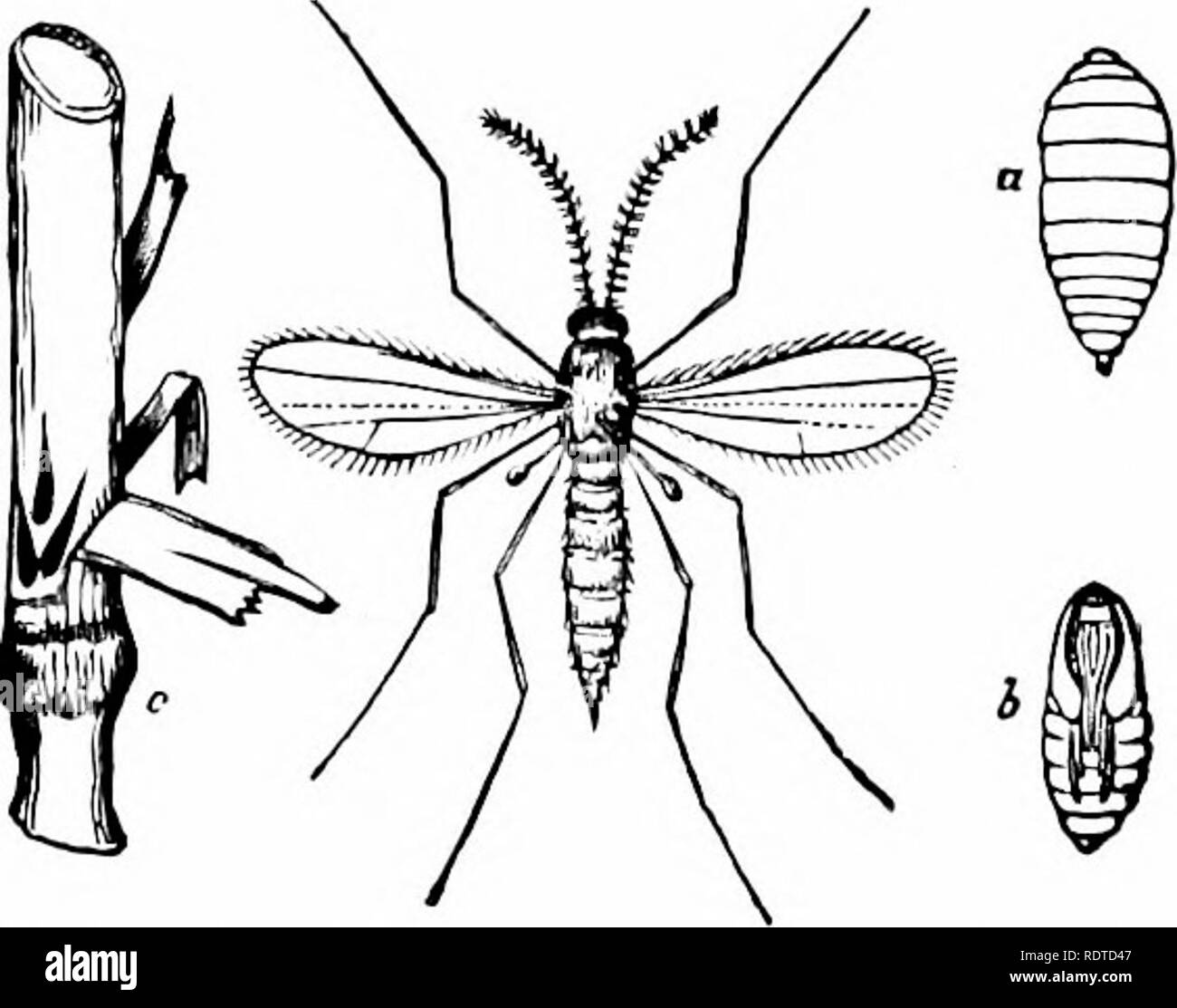 Larva in gall Black and White Stock Photos & Images - Alamy