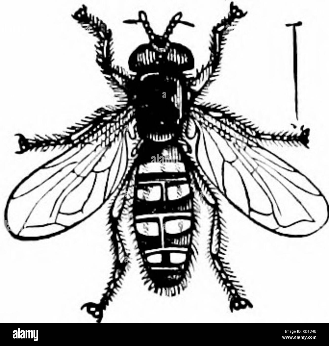 Sheep maggot fly hi-res stock photography and images - Alamy
