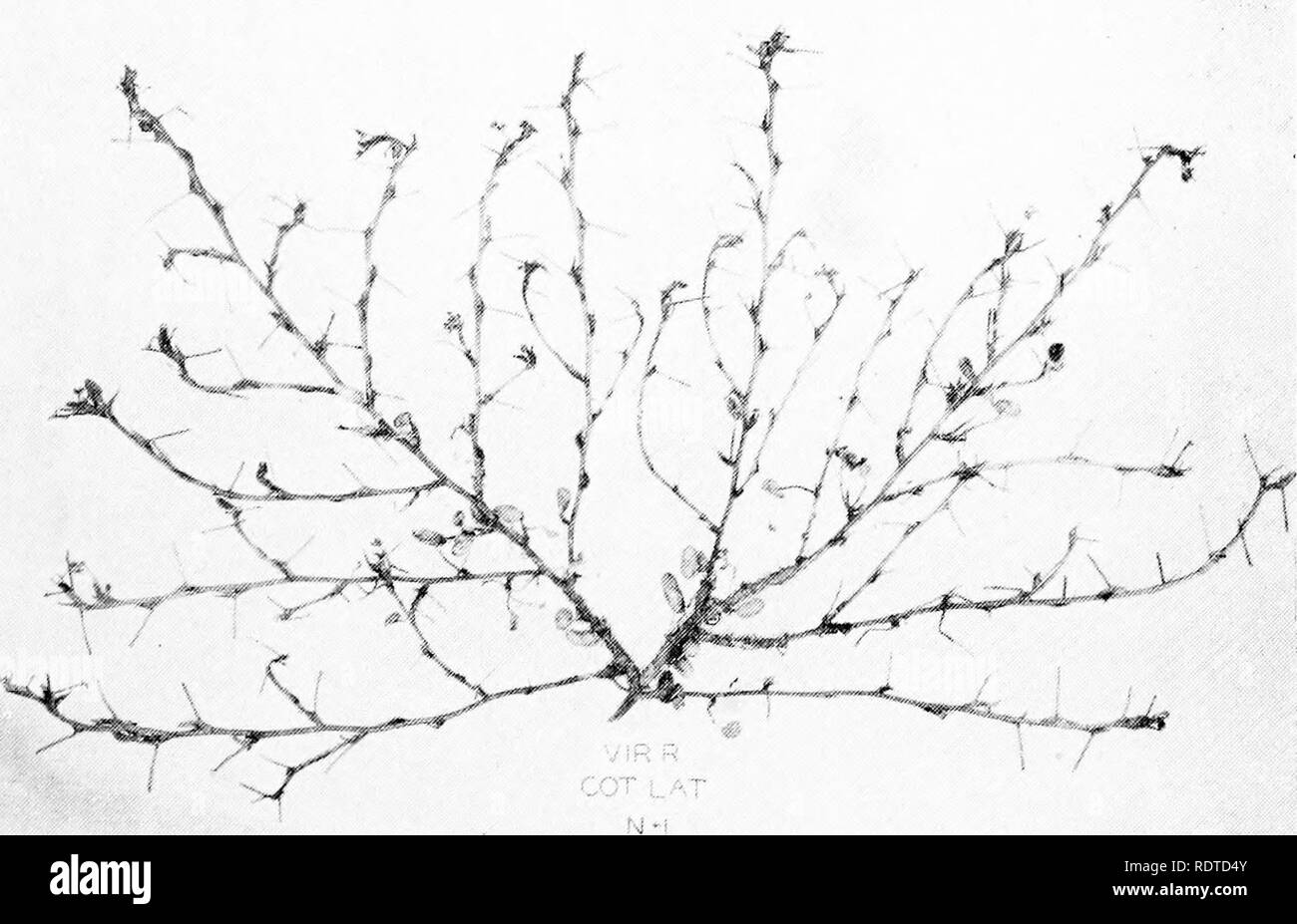 Cataphyll Black and White Stock Photos & Images - Alamy