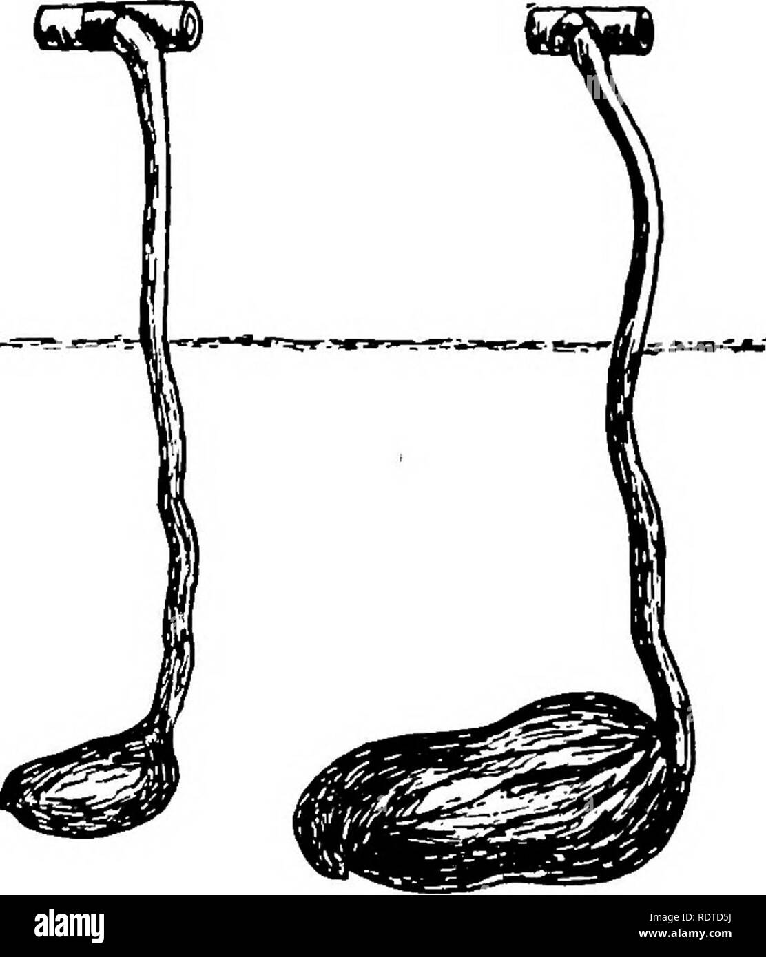 . The Peanut, the unpredictable legume; a symposium. Peanuts; Peanuts ...