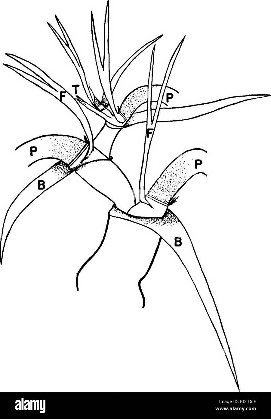 Cataphylls hi-res stock photography and images - Alamy