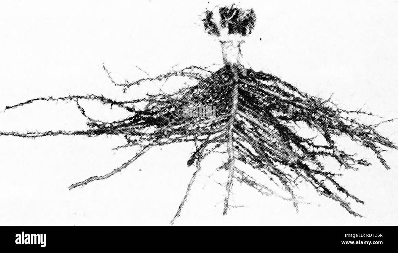 Arachis hypo hi-res stock photography and images - Alamy