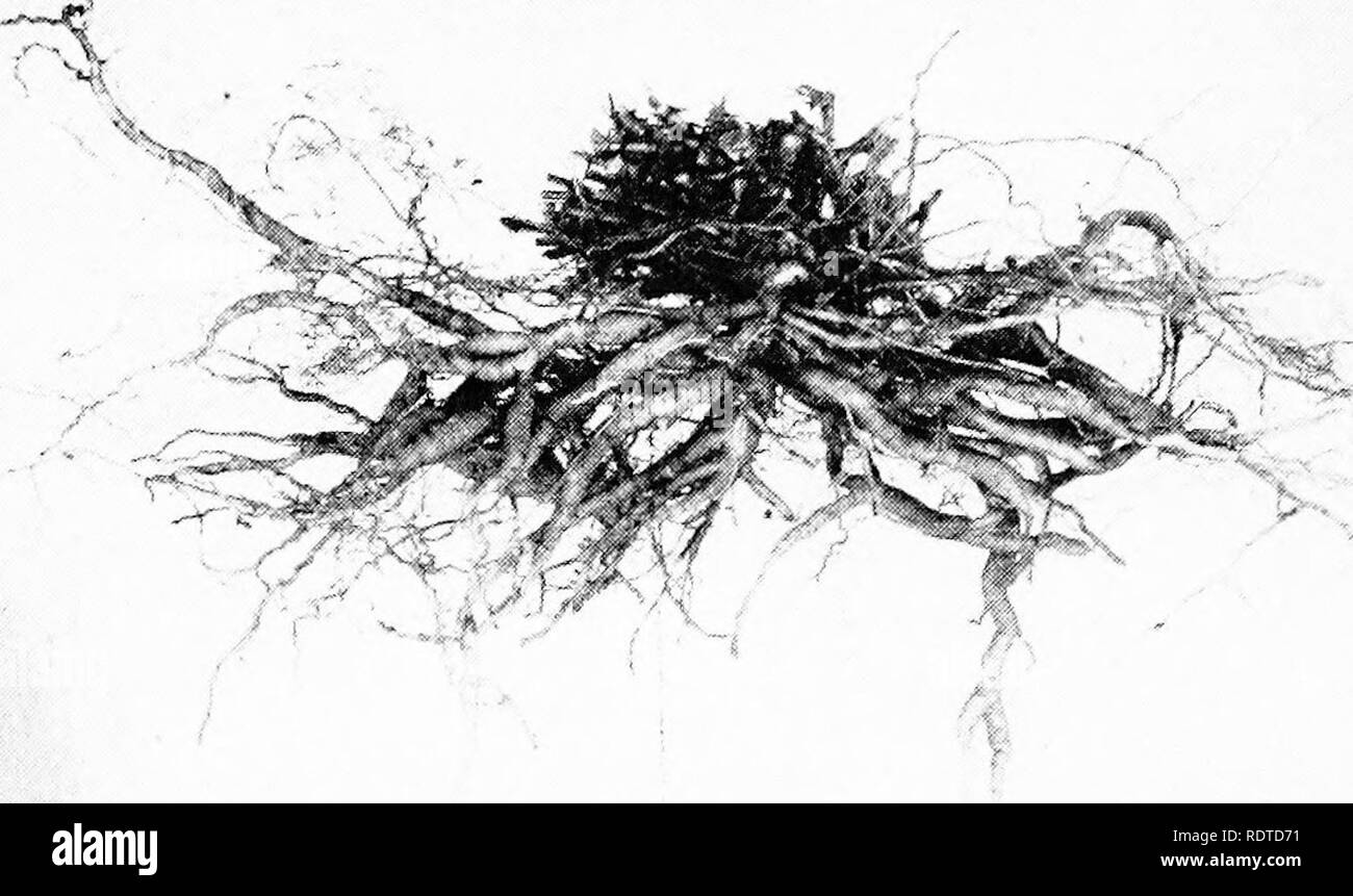 Tuberous root system hi-res stock photography and images - Alamy