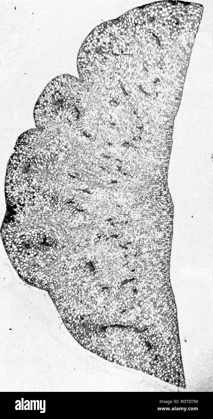 . The Peanut, the unpredictable legume; a symposium. Peanuts; Peanuts ...