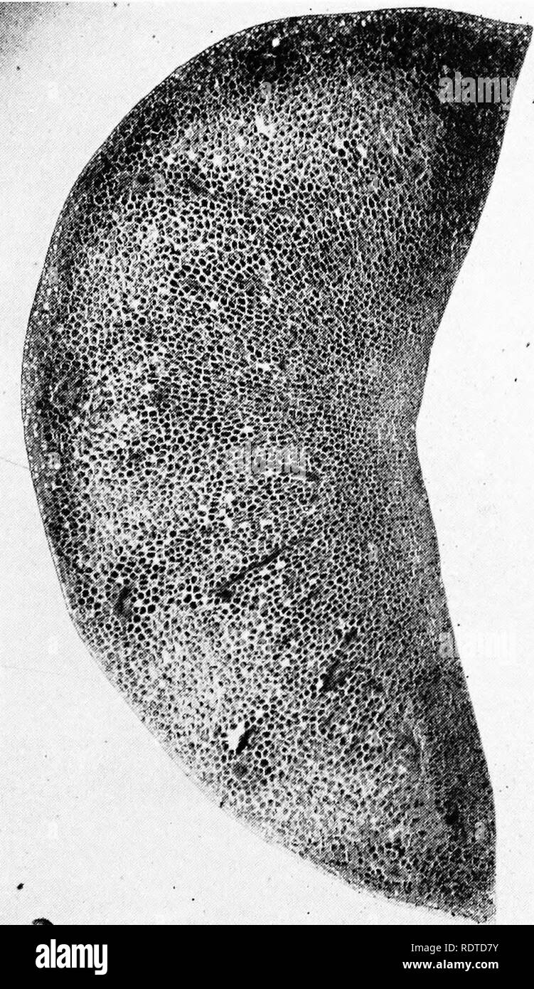 Peanuts root Black and White Stock Photos & Images - Alamy