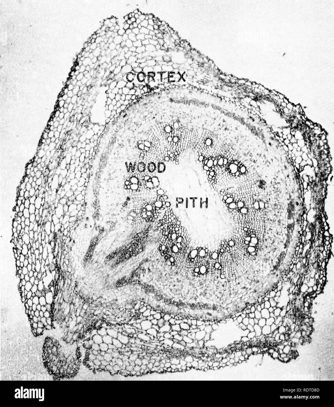 . The Peanut, the unpredictable legume; a symposium. Peanuts; Peanuts ...
