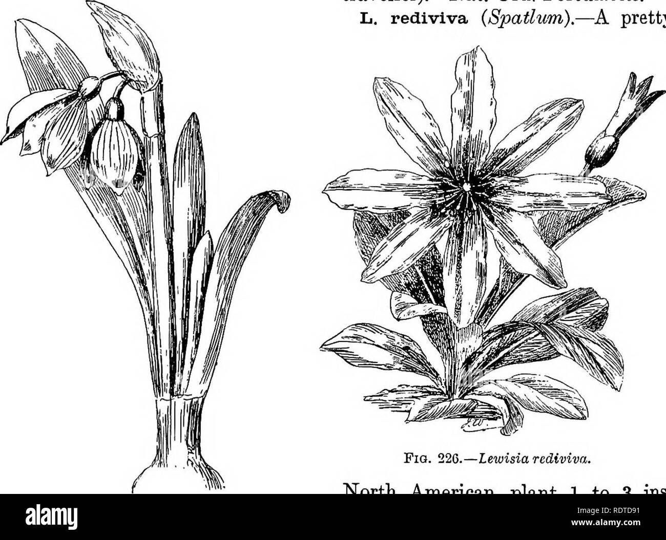 Native pig of africa Black and White Stock Photos & Images - Alamy