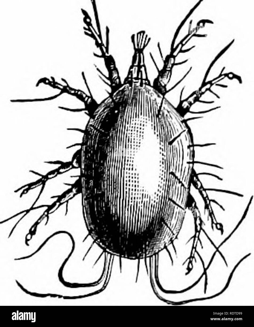 . Zoology. Zoology. MITES AND SCOMPIOm. 113 Orders of Abachnida. 1 ...