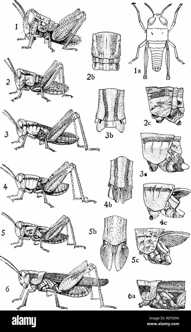Locust face Black and White Stock Photos & Images - Alamy