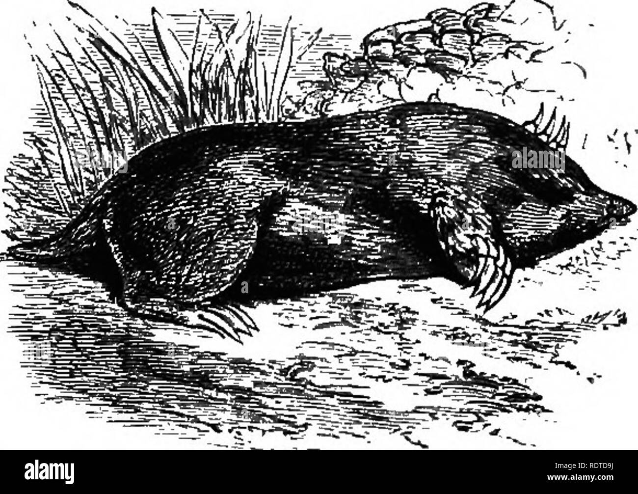 Common mole Black and White Stock Photos & Images - Alamy