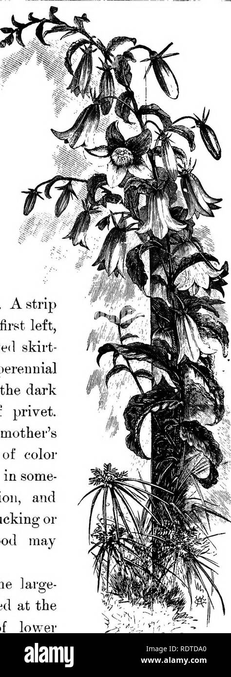 Cut flowers in landscape Black and White Stock Photos & Images - Alamy