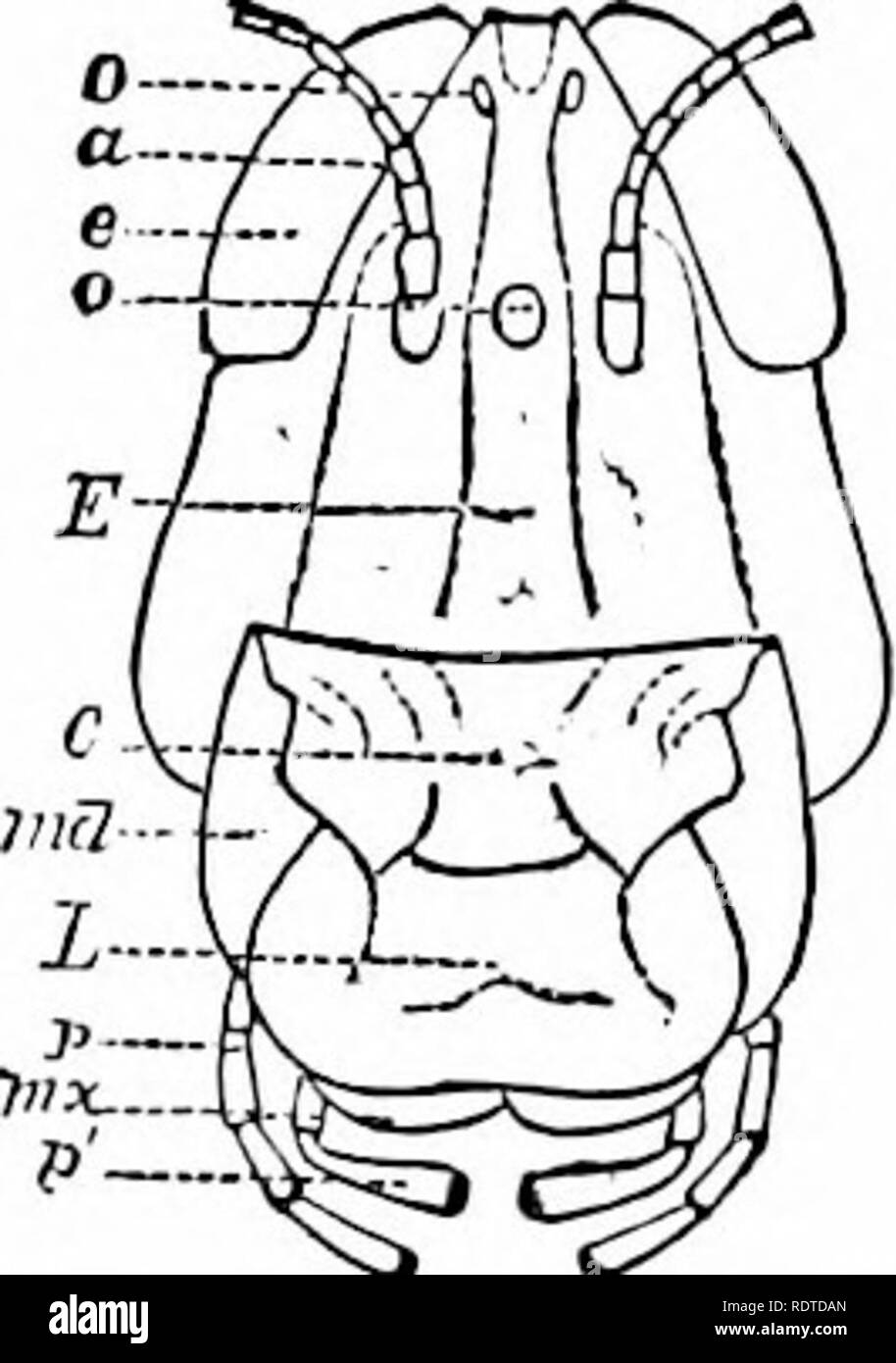 . Zoology. Zoology. 104 ZOOLOGY. both scutum and Bcutcllum, the two not ...