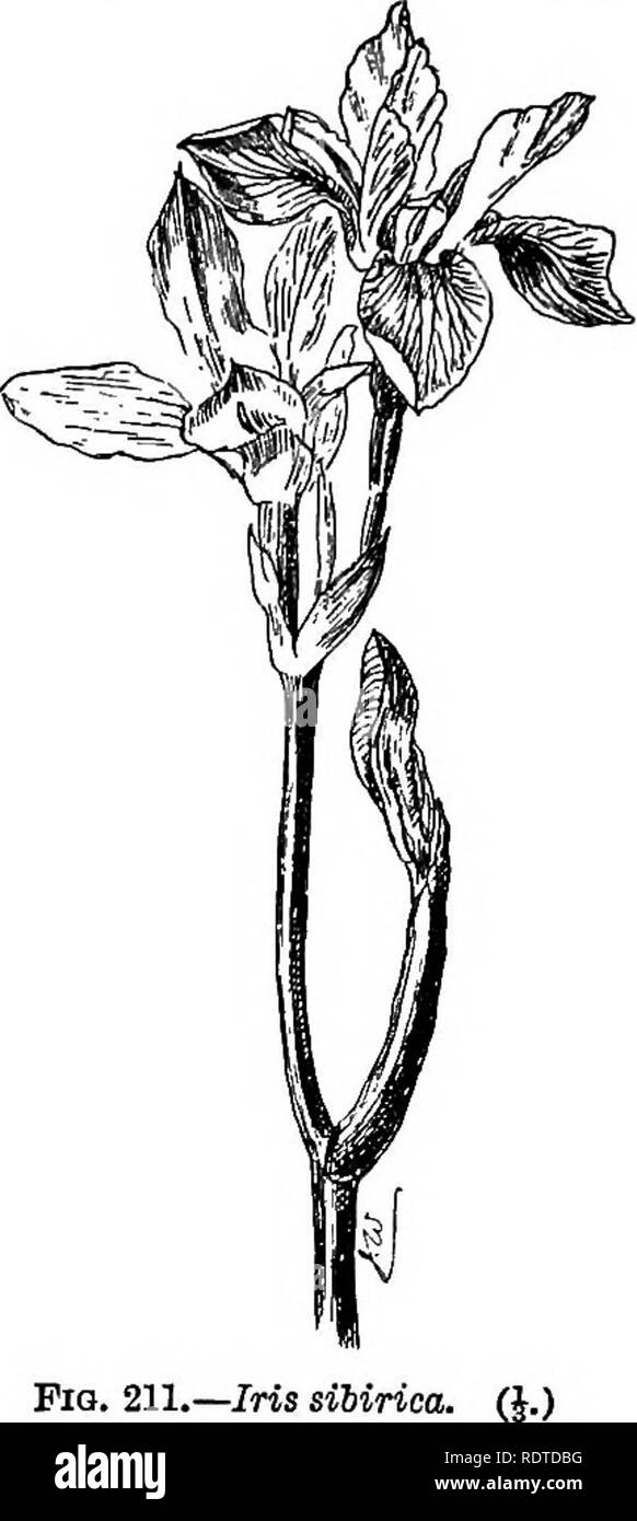 . The bulb book; or, Bulbous and tuberous plants for the open air ...