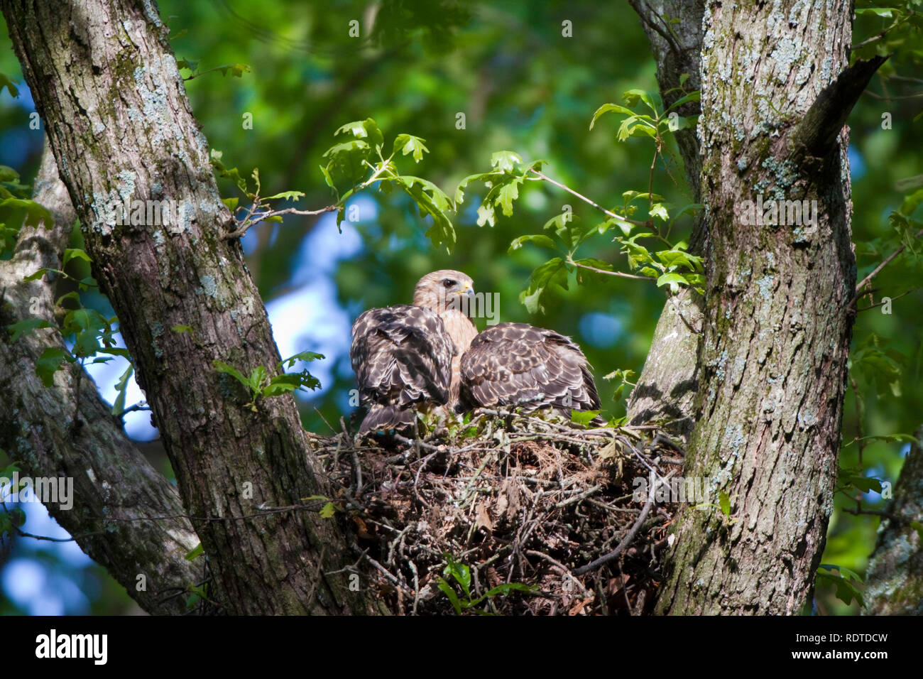 Nestlings nest raptor predator bird of prey hi-res stock photography ...