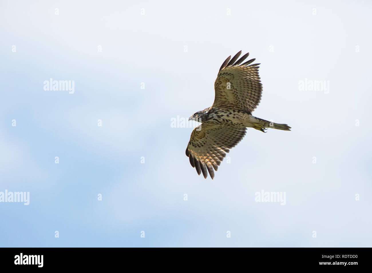 Red shouldered hawk in flight hi-res stock photography and images - Alamy