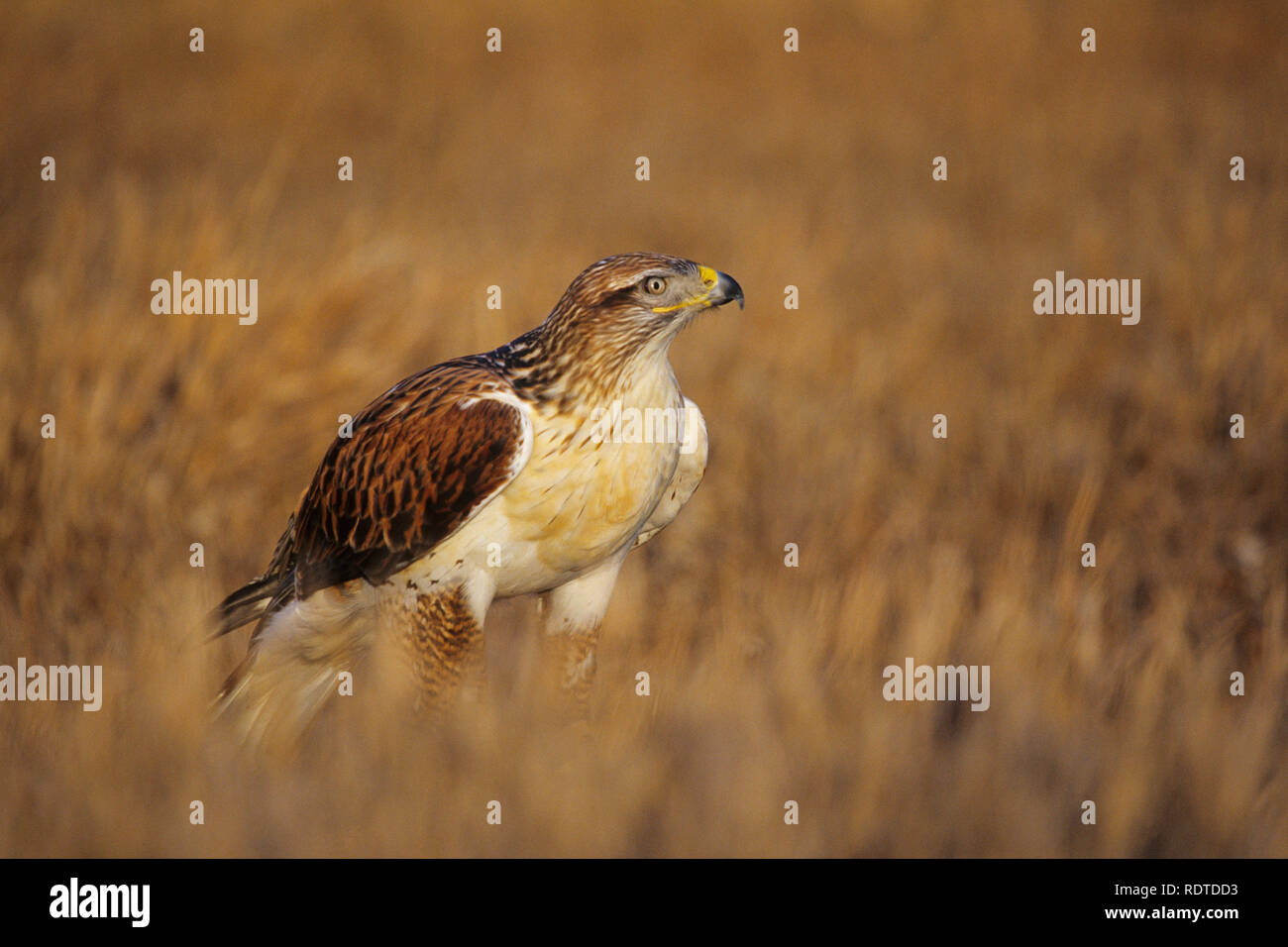 Small mammals of colorado hi-res stock photography and images - Alamy