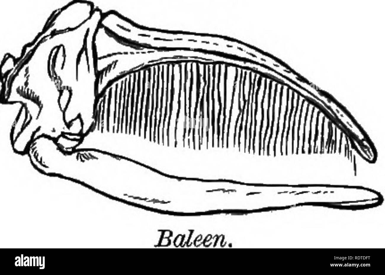 Baleen whale teeth hi-res stock photography and images - Alamy