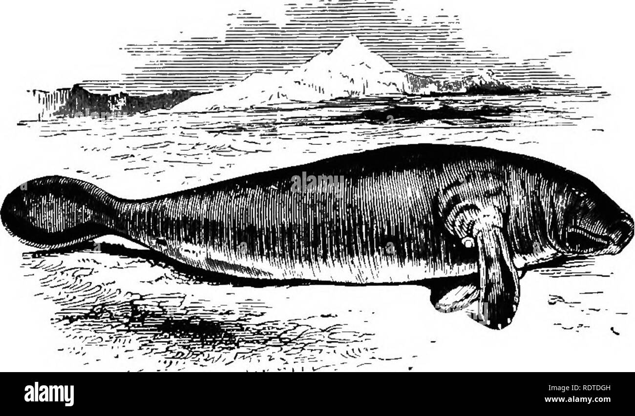 Hind limbs whale hi-res stock photography and images - Alamy