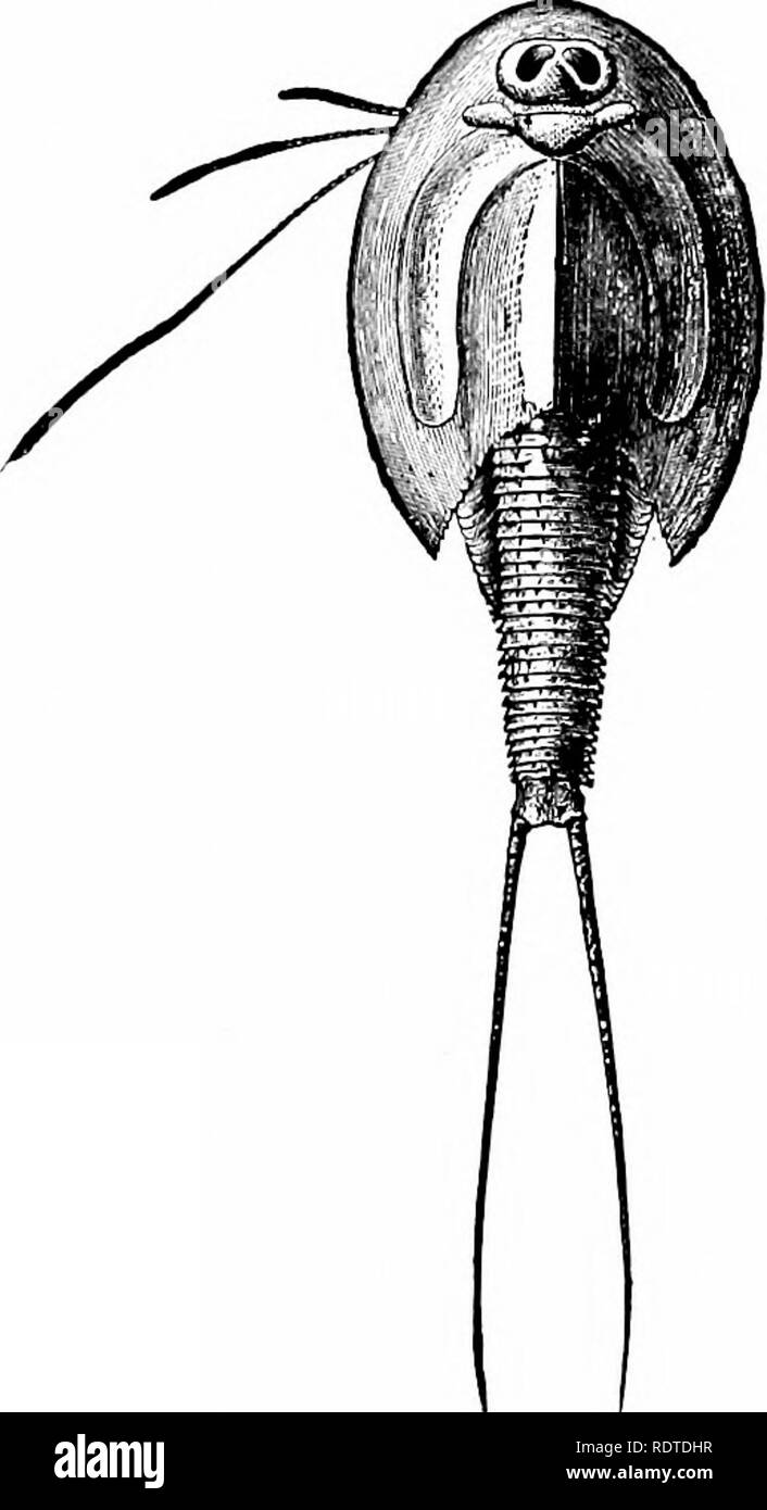 Phyllopods hi-res stock photography and images - Alamy