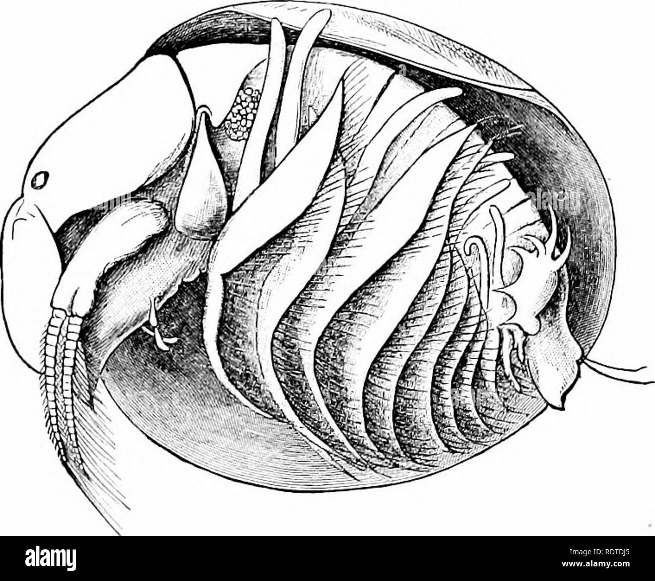 . Zoology. Zoology. SHELLED CBUSTAGEANS. the body and feet; 1-6 are the ...