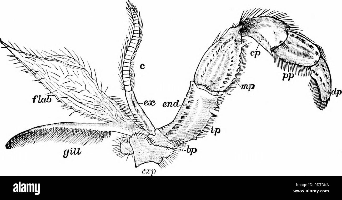 . Zoology. Zoology. 84 ZOOLOGY. many simple eyes, each consisting of a ...
