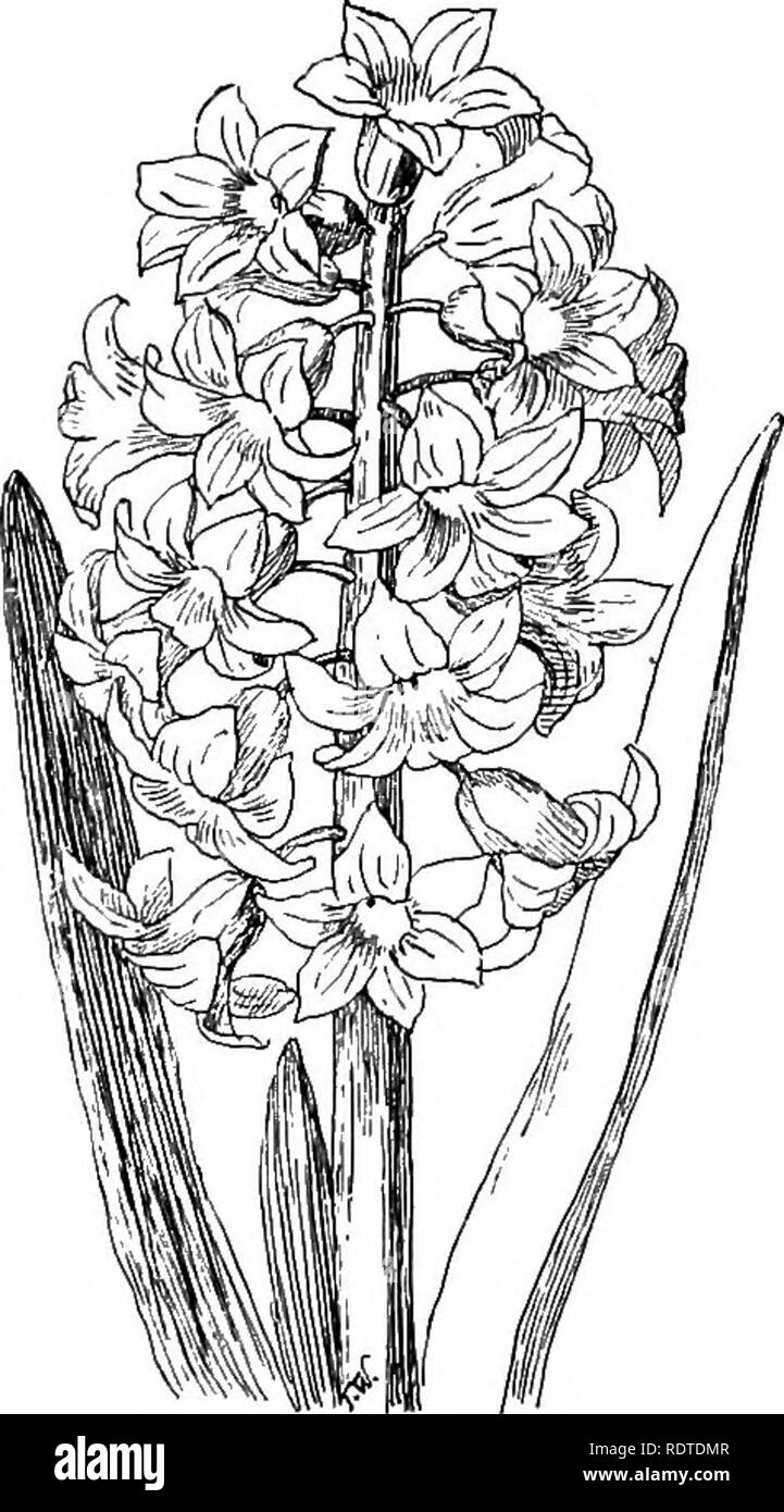 Bulb Plants Examples