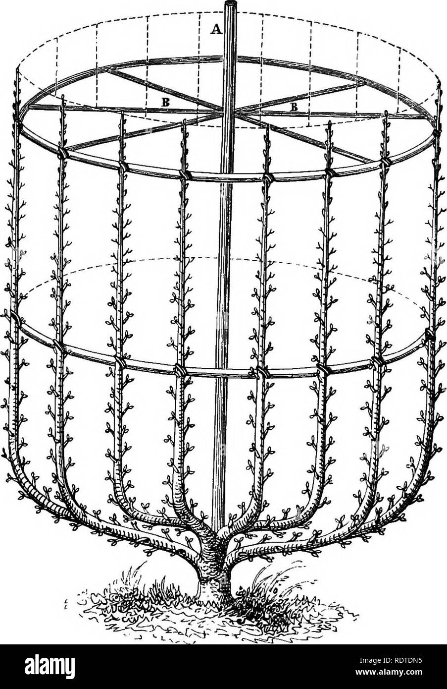 Training a fruit tree Black and White Stock Photos & Images - Alamy