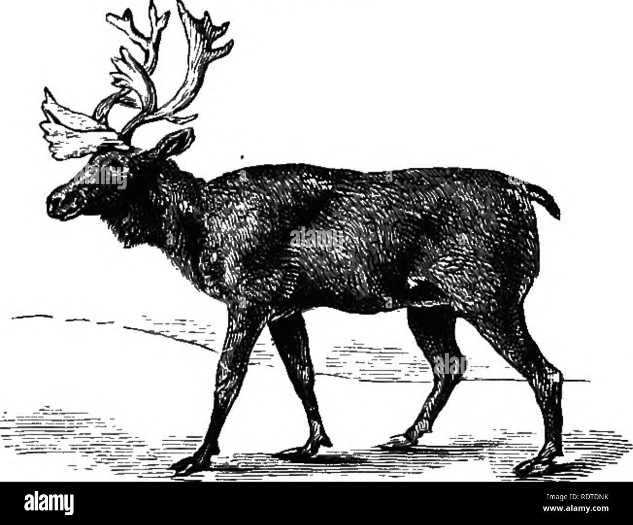 Palmated red stag hi-res stock photography and images - Alamy
