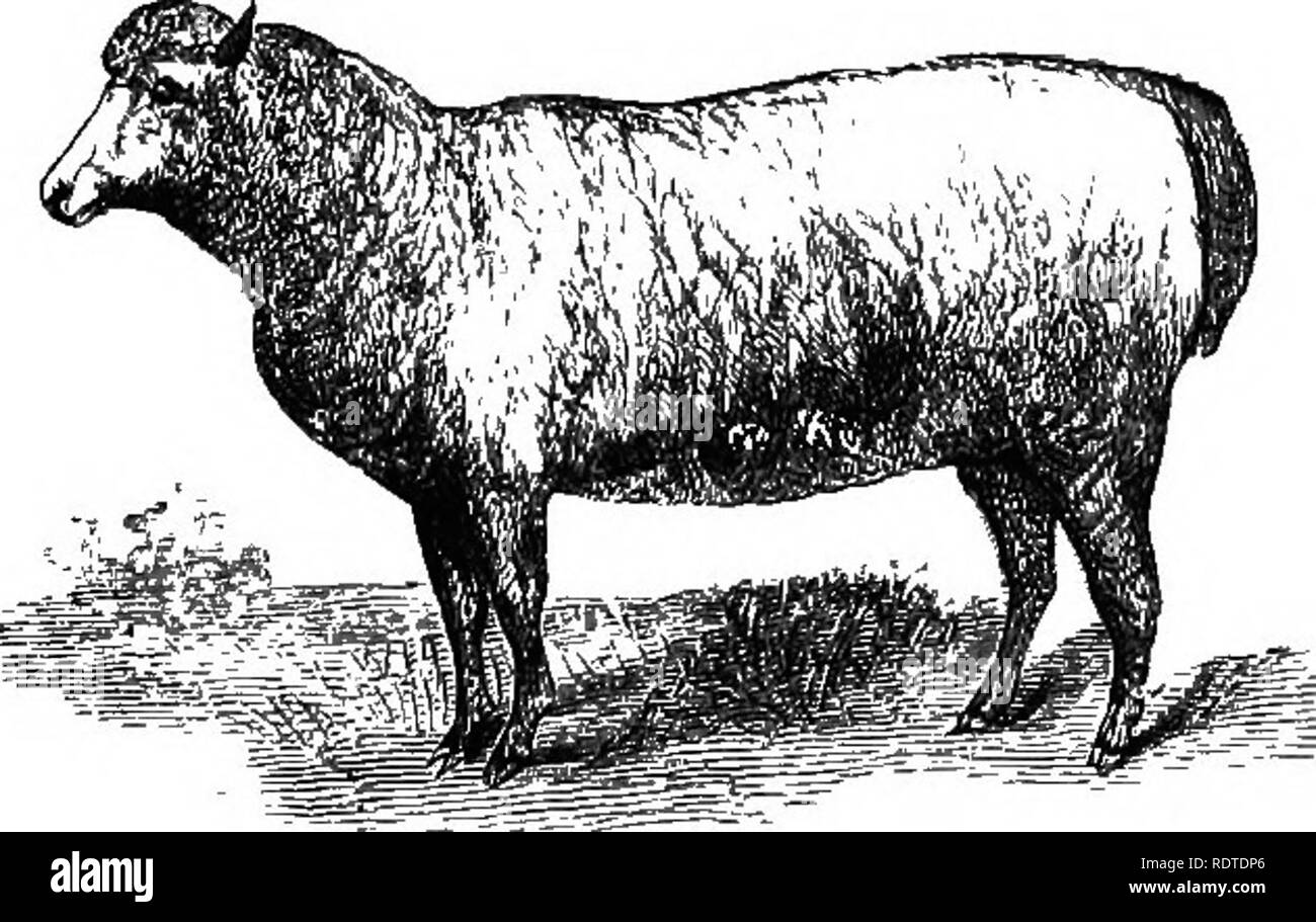 Upper lip combined hi-res stock photography and images - Alamy